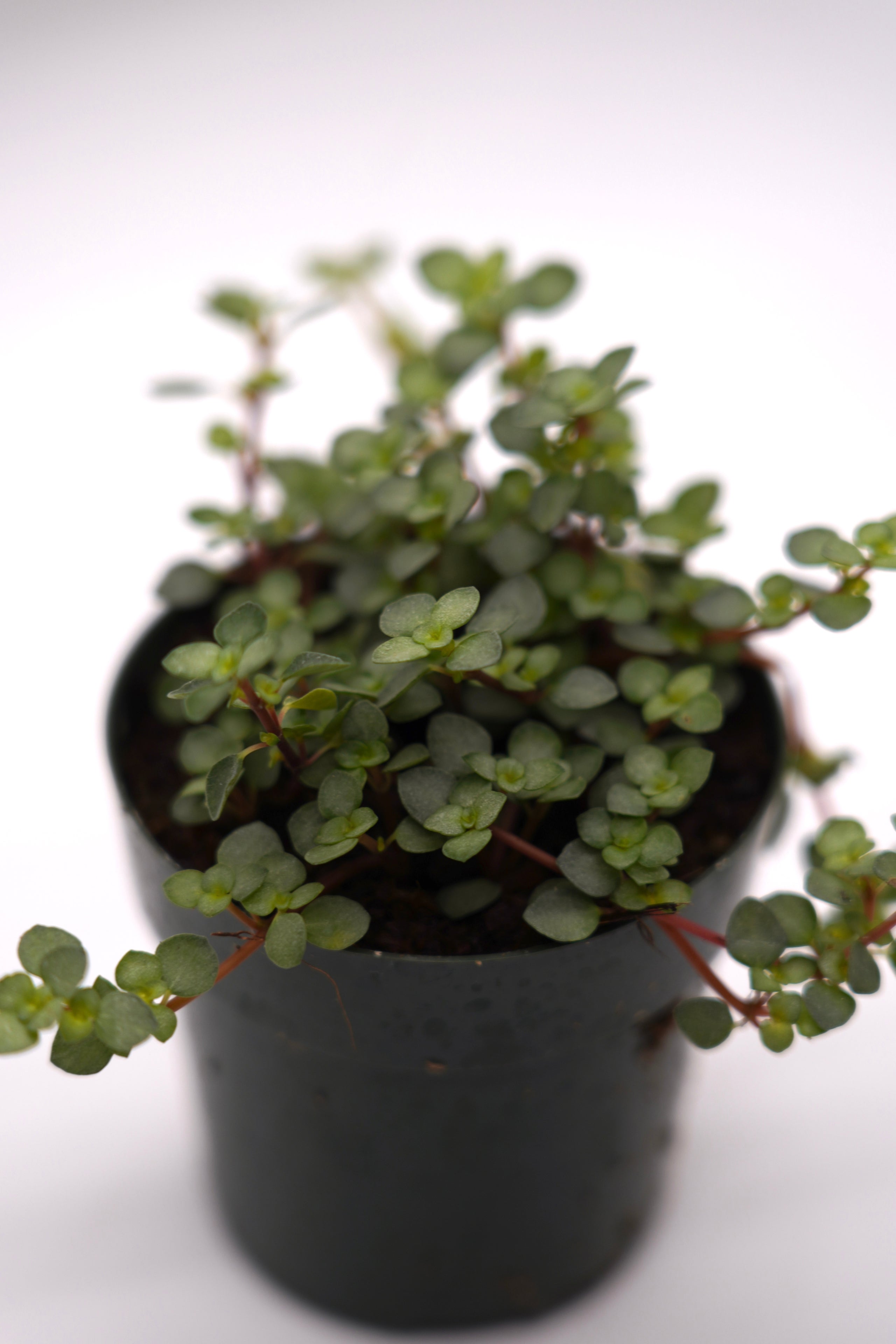 Pilea ‘Silver Sparkle’ | Variegata Exotic Plants